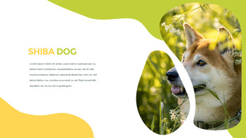 All Dog Breeds PowerPoint Presentation Templates|Lifestyle
