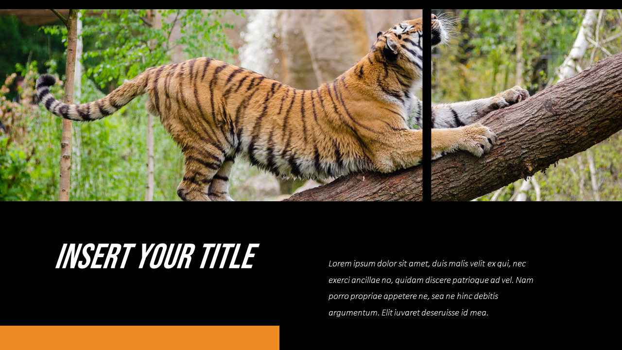 Year of the Tiger PowerPoint Format|Lifestyle|Templates