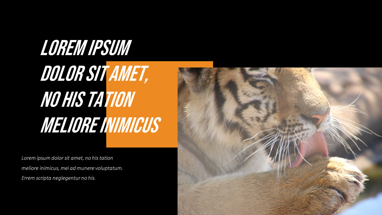 Year of the Tiger PowerPoint Format|Lifestyle|Templates