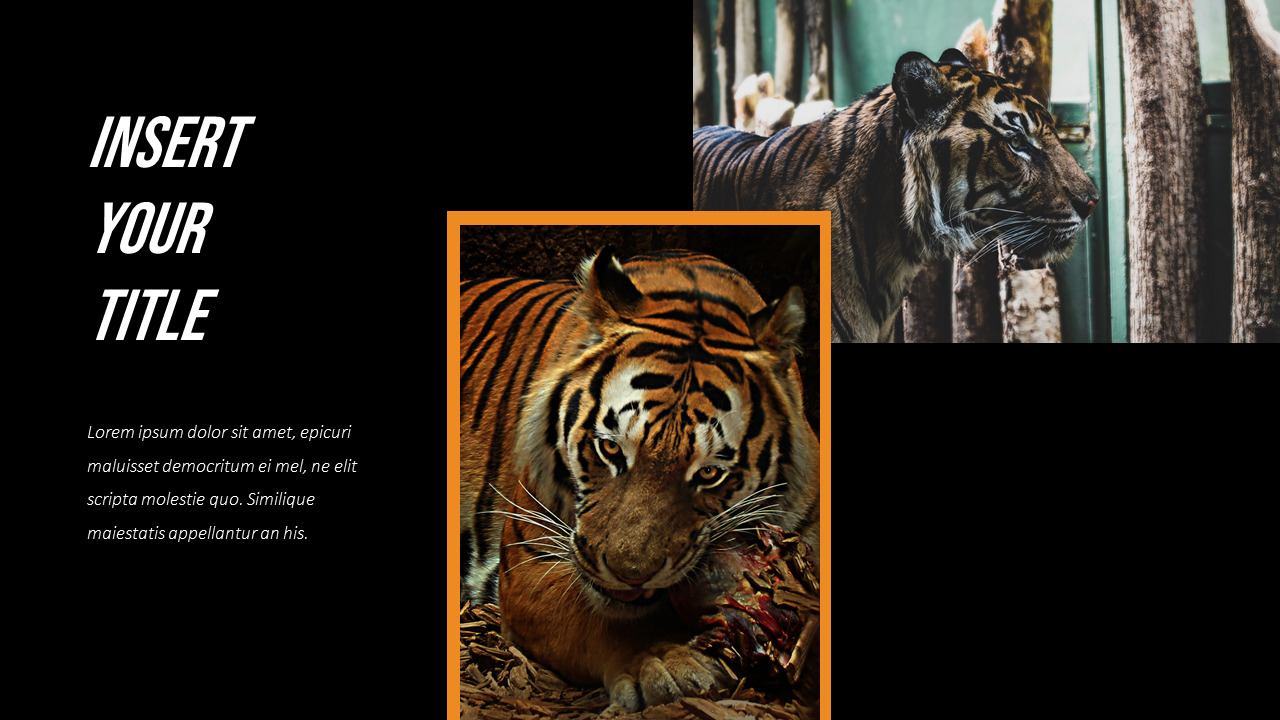 Year of the Tiger PowerPoint Format|Lifestyle|Templates