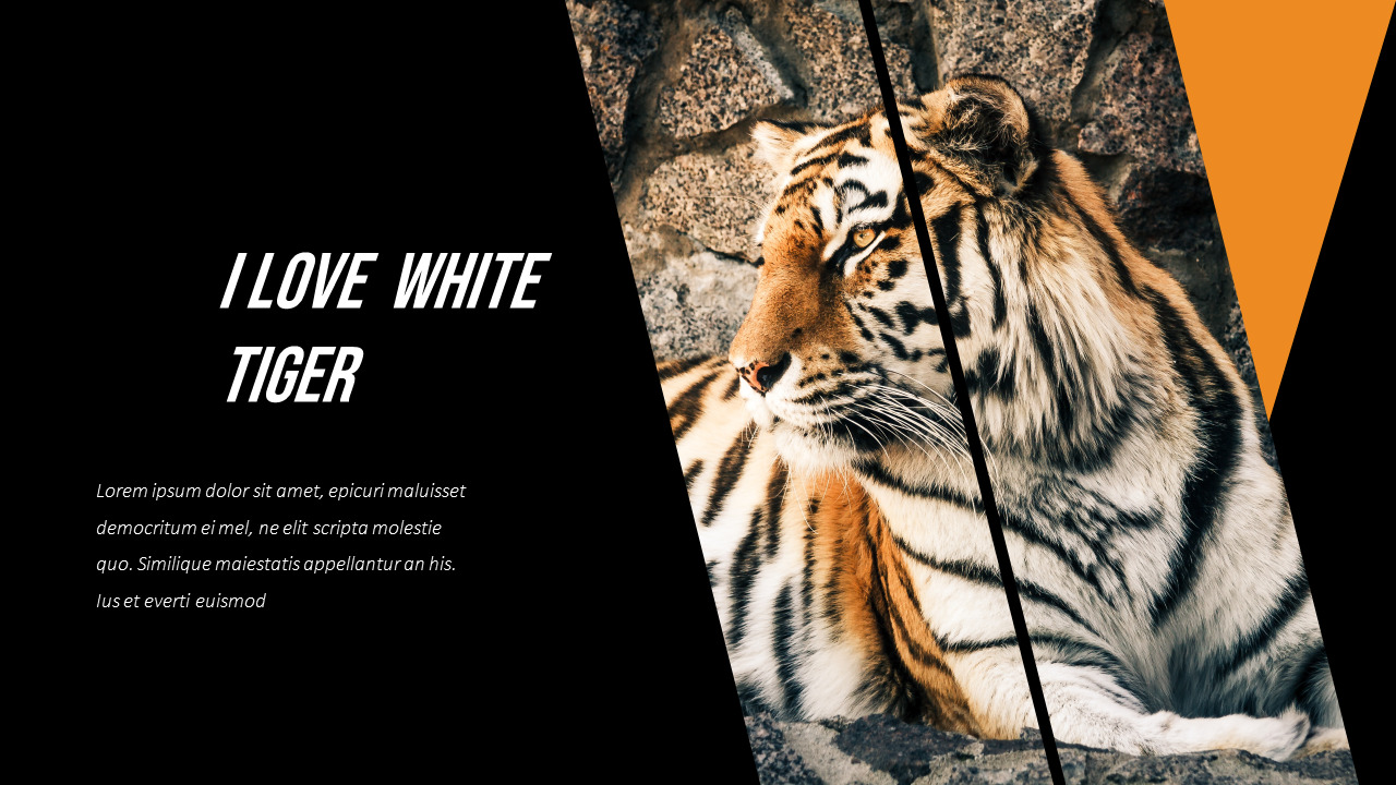 Year of the Tiger PowerPoint Format|Lifestyle|Templates