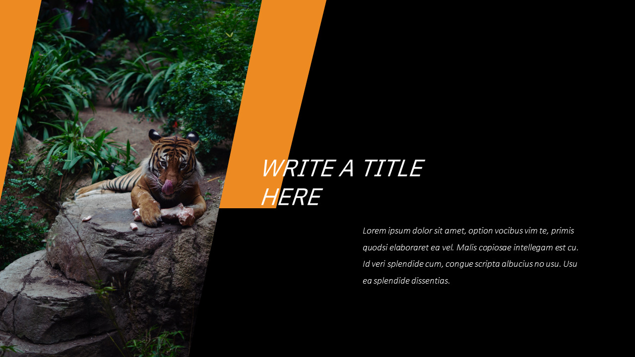 Year of the Tiger slide template|Lifestyle|Google