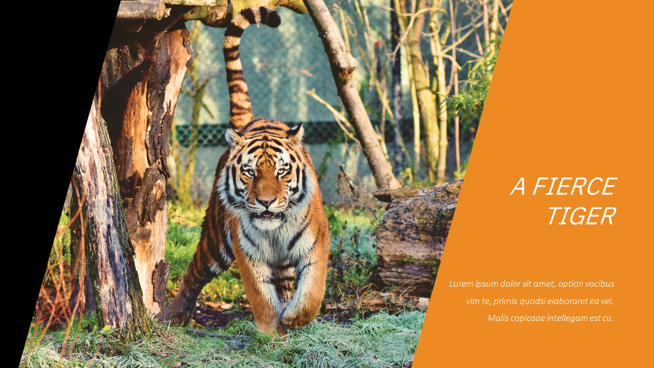 Year of the Tiger slide template|Lifestyle|Google