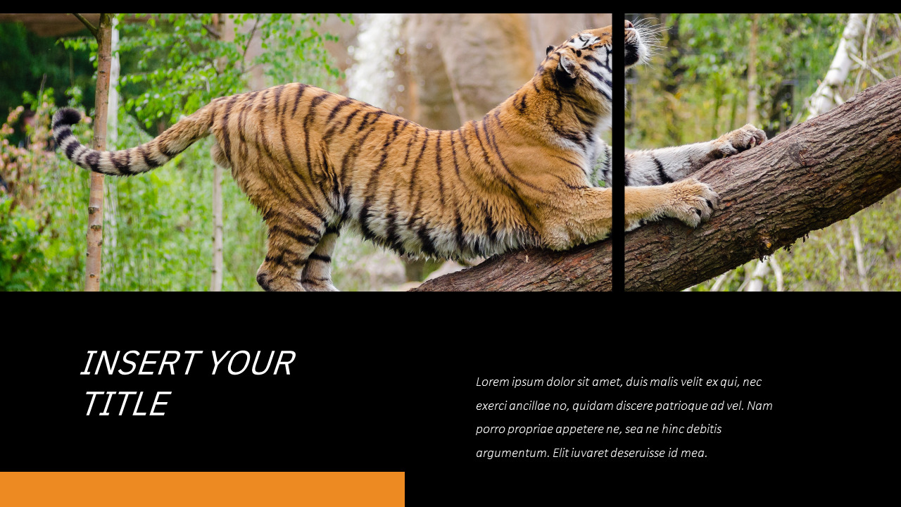Year of the Tiger slide template|Lifestyle|Google