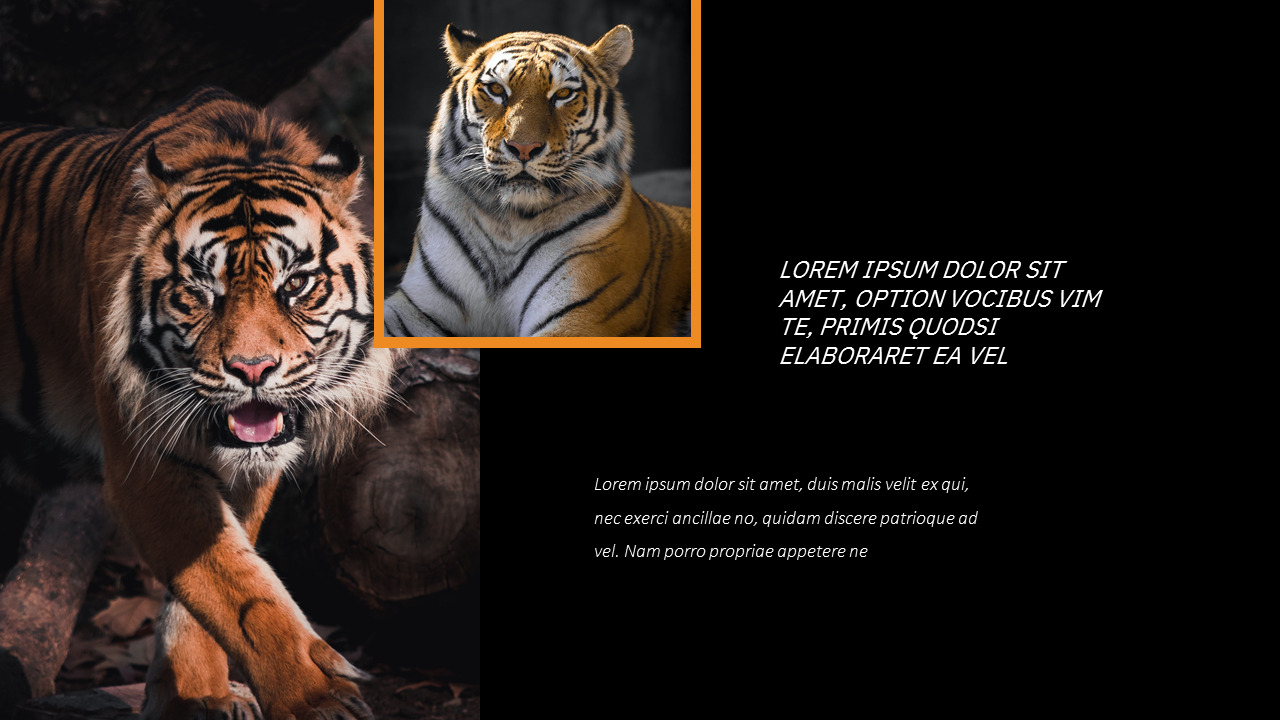 Year of the Tiger slide template|Lifestyle|Google