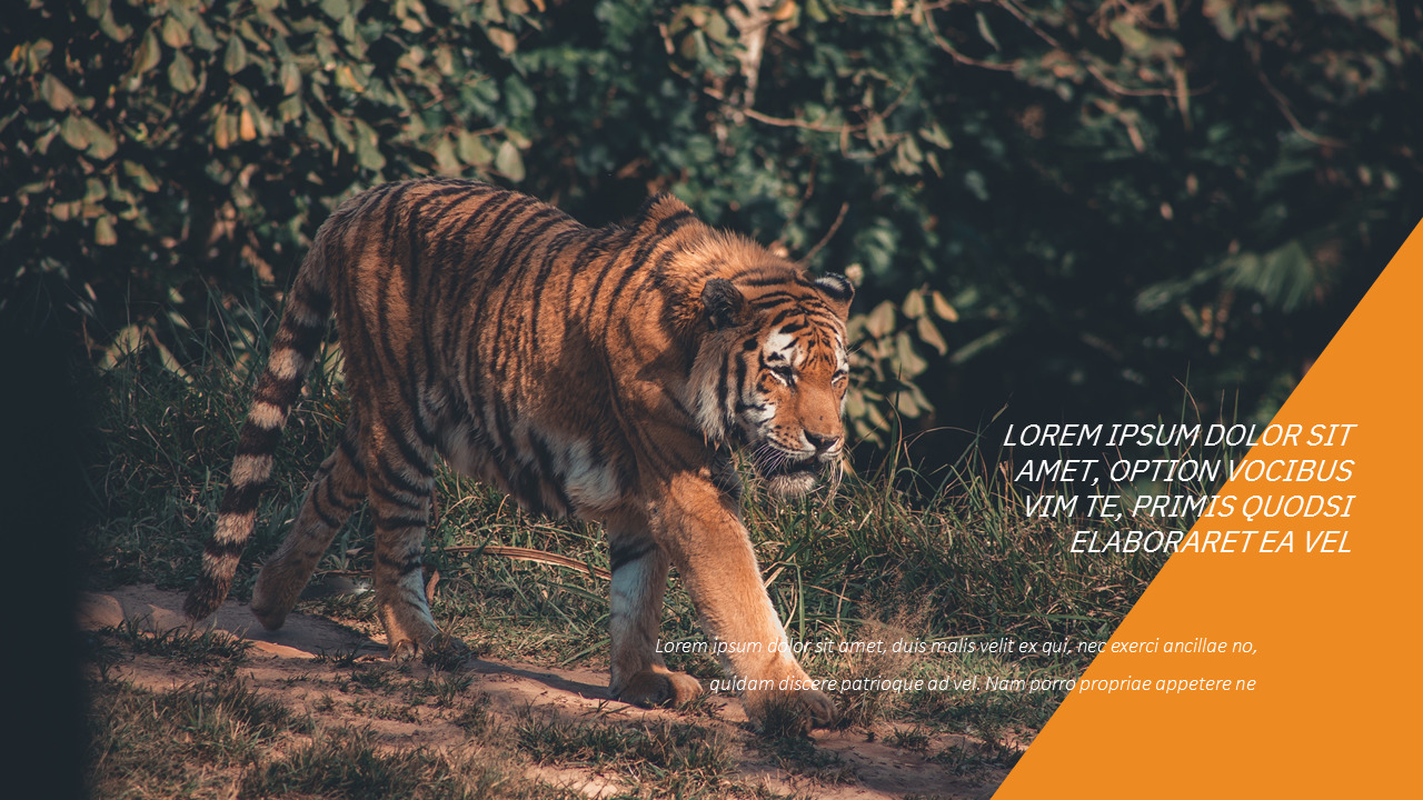 Year of the Tiger slide template|Lifestyle|Google