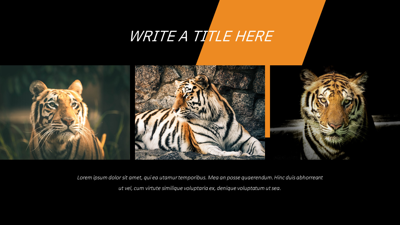 Year of the Tiger slide template|Lifestyle|Google