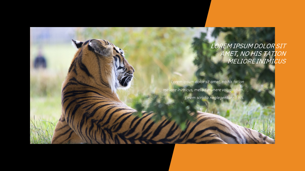 Year of the Tiger slide template|Lifestyle|Google