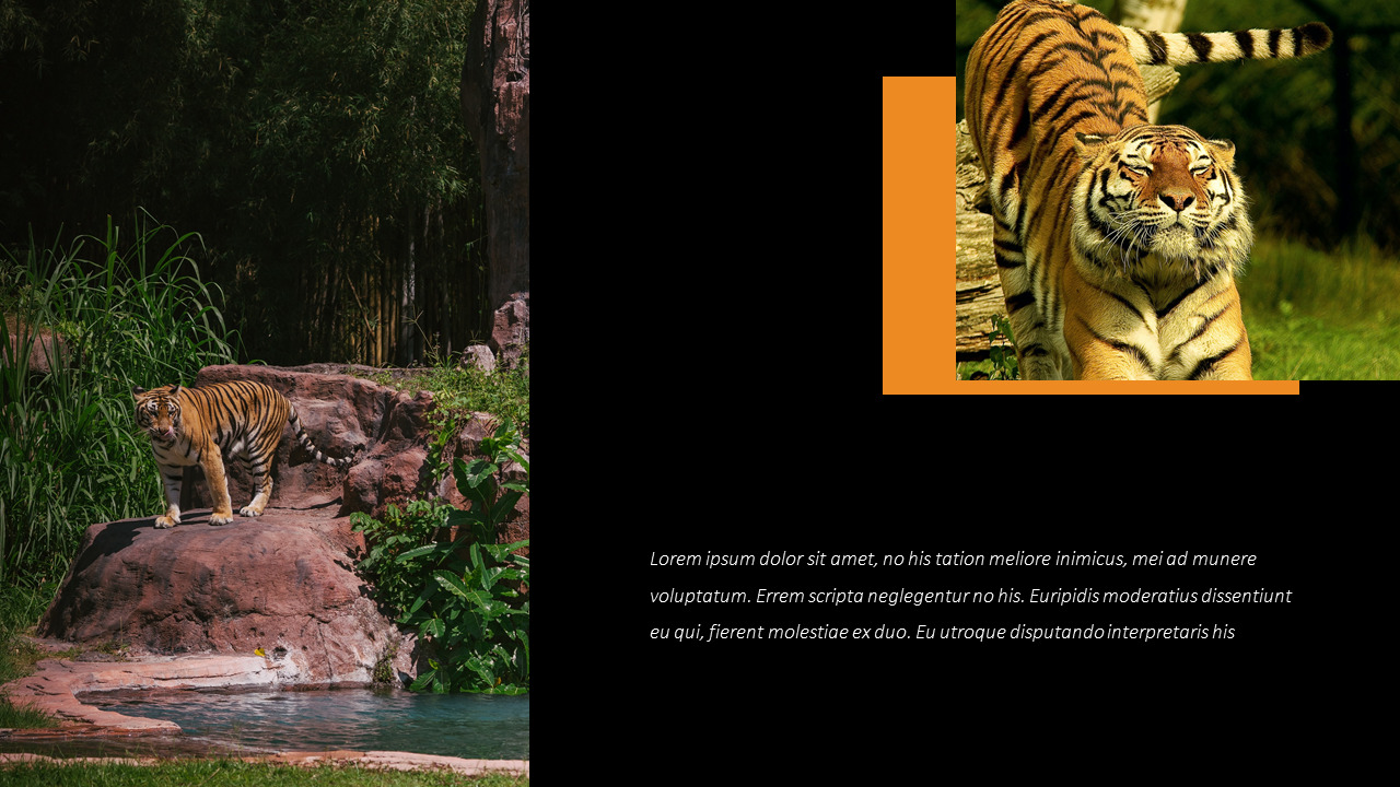 Year of the Tiger slide template|Lifestyle|Google