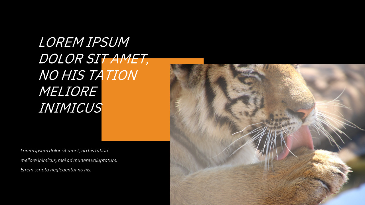 Year of the Tiger slide template|Lifestyle|Google