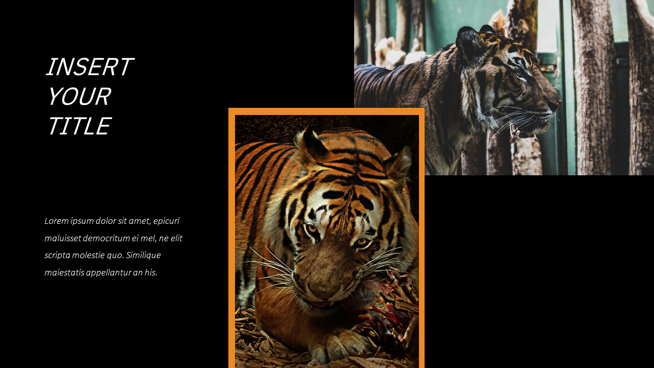 Year of the Tiger slide template|Lifestyle|Google