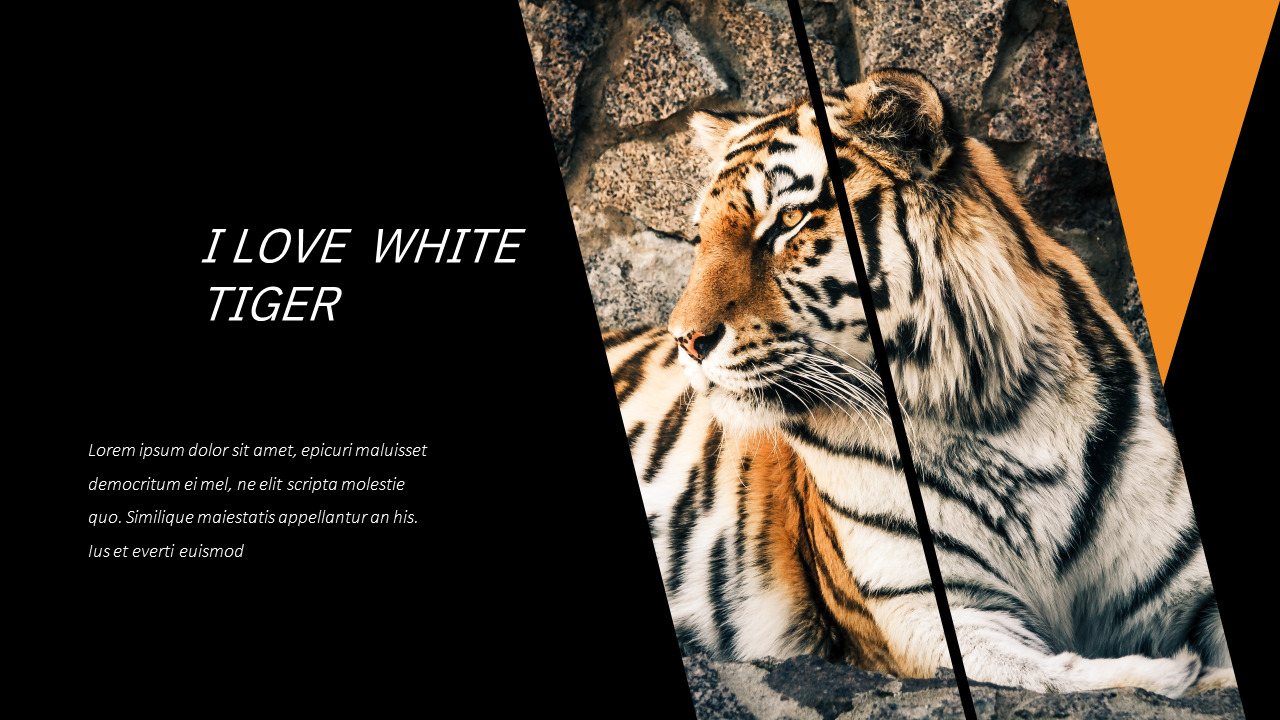 Year of the Tiger slide template|Lifestyle|Google