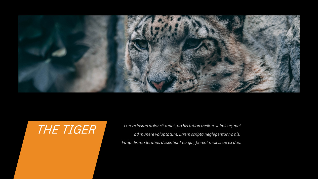 Year of the Tiger slide template|Lifestyle|Google