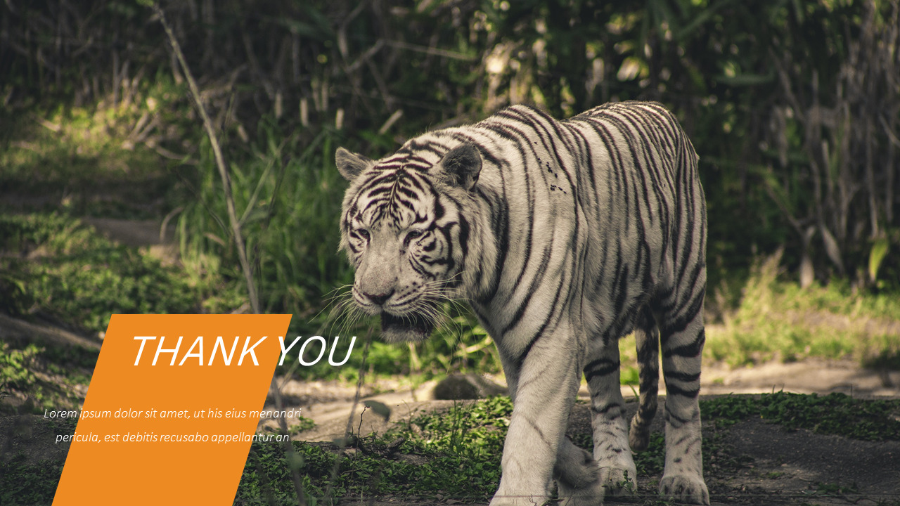 Year of the Tiger slide template|Lifestyle|Google