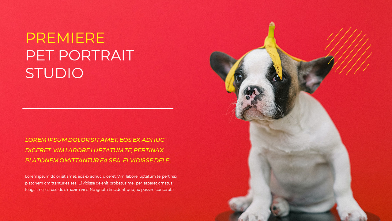 Photographie en studio pour animaux de compagnie business plan sample ...