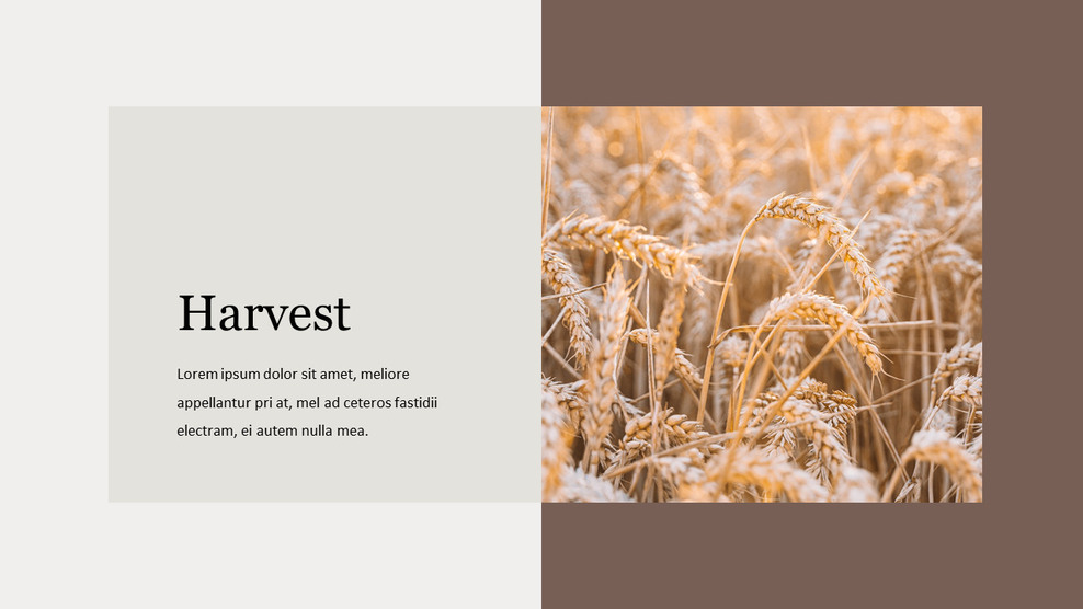 Farming Harvest Google PPT Templates|Lifestyle|Slides