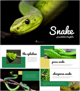 10+ jungle PPT Templates - Slide Members